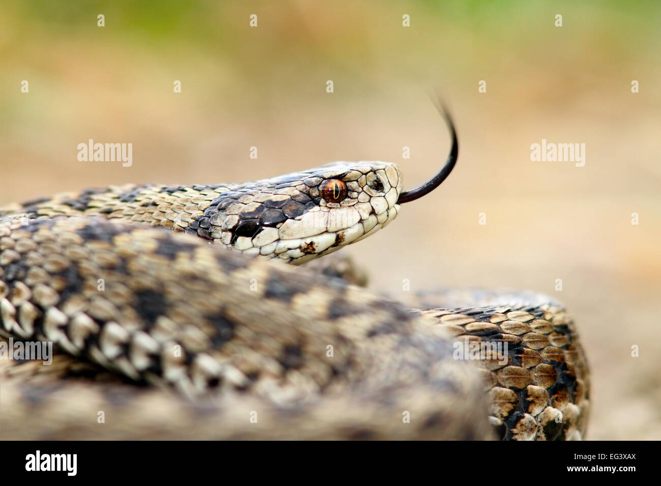 the elusive hungarian meadow viper ( Vipera ursinii rakosiensis ...