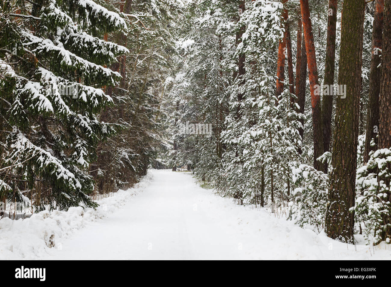 Swedish winter landscape in Stockholm, Sweden Stock Photo - Alamy