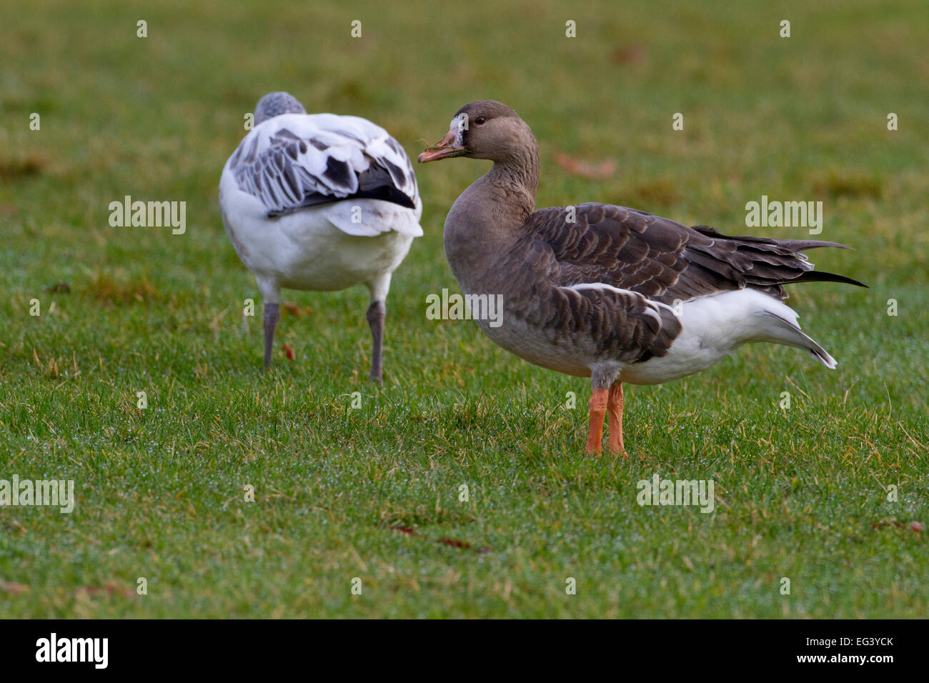 Greater White Fronted Goose Juvenile