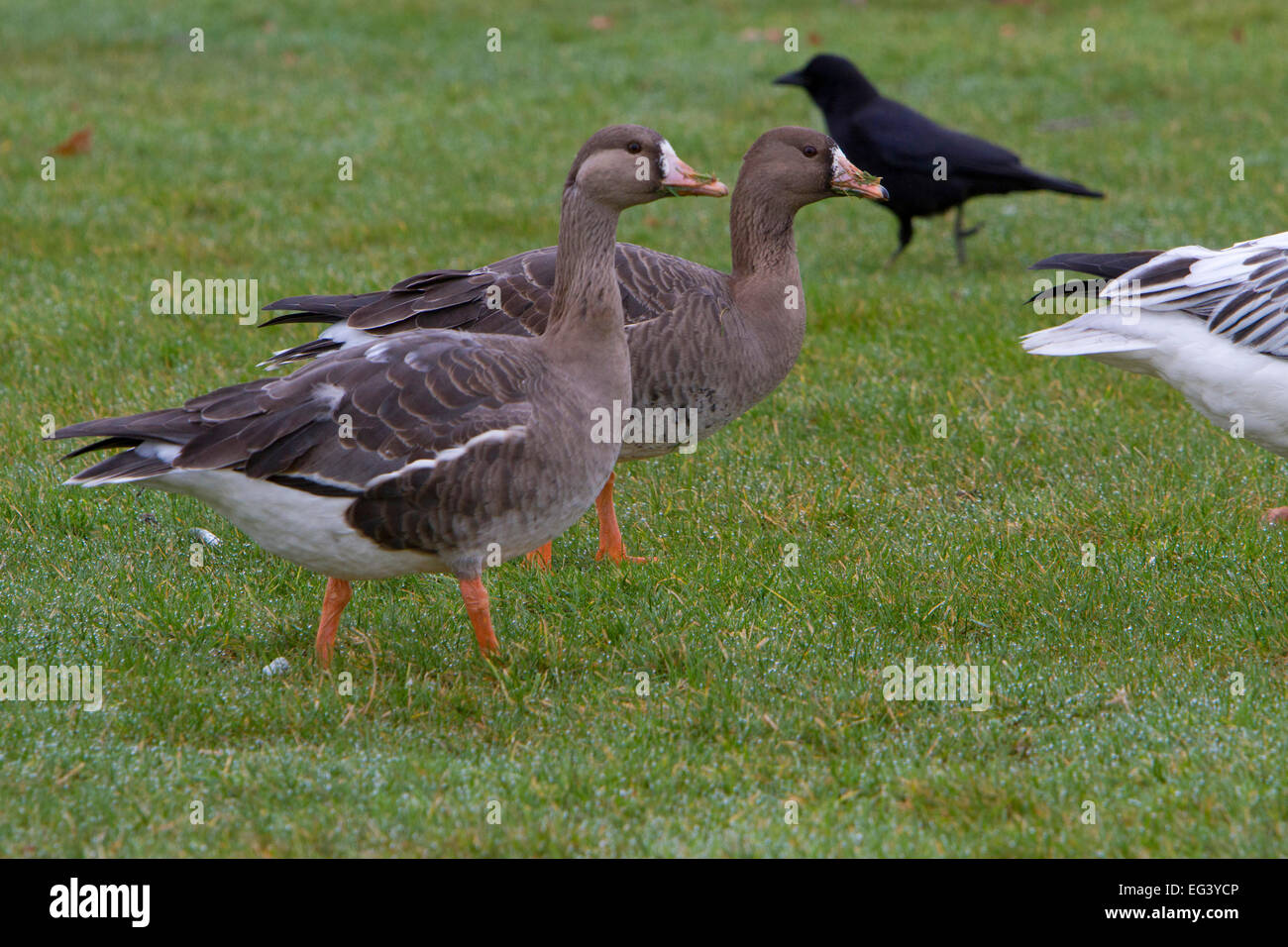 Greater White-fronted Geese (Anser albifrons) feeding in community park ...