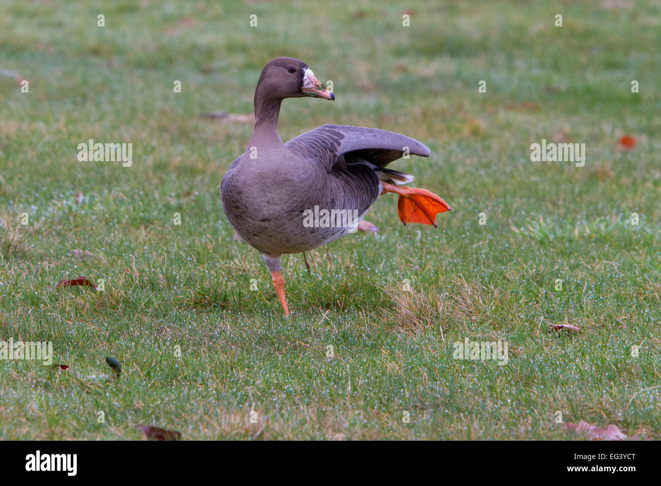 Lifting leg hi-res stock photography and images - Alamy