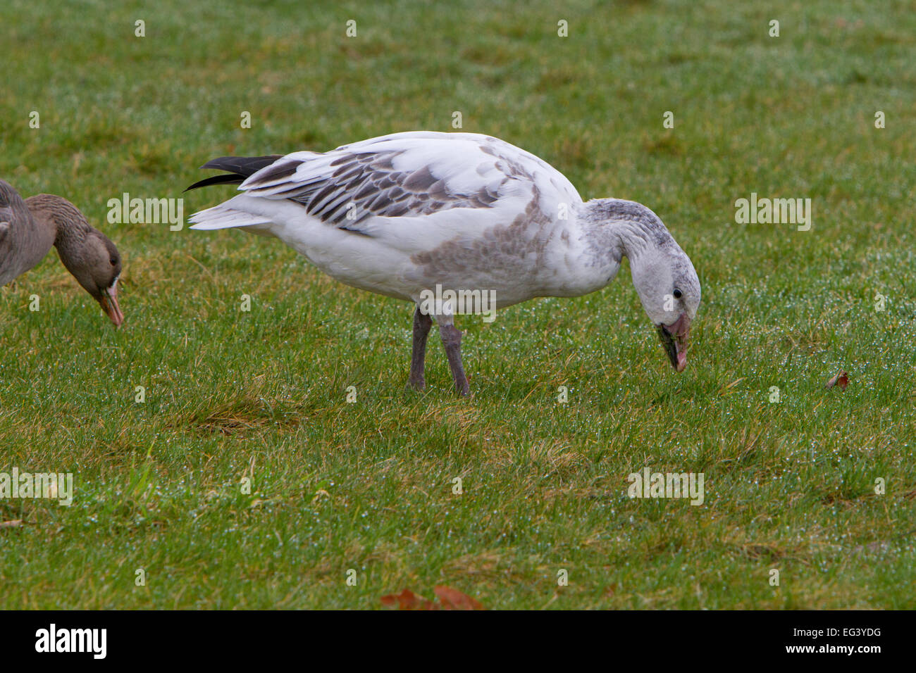 Snow Goose (Chen caerulescens) first cycle bird feeding in community ...