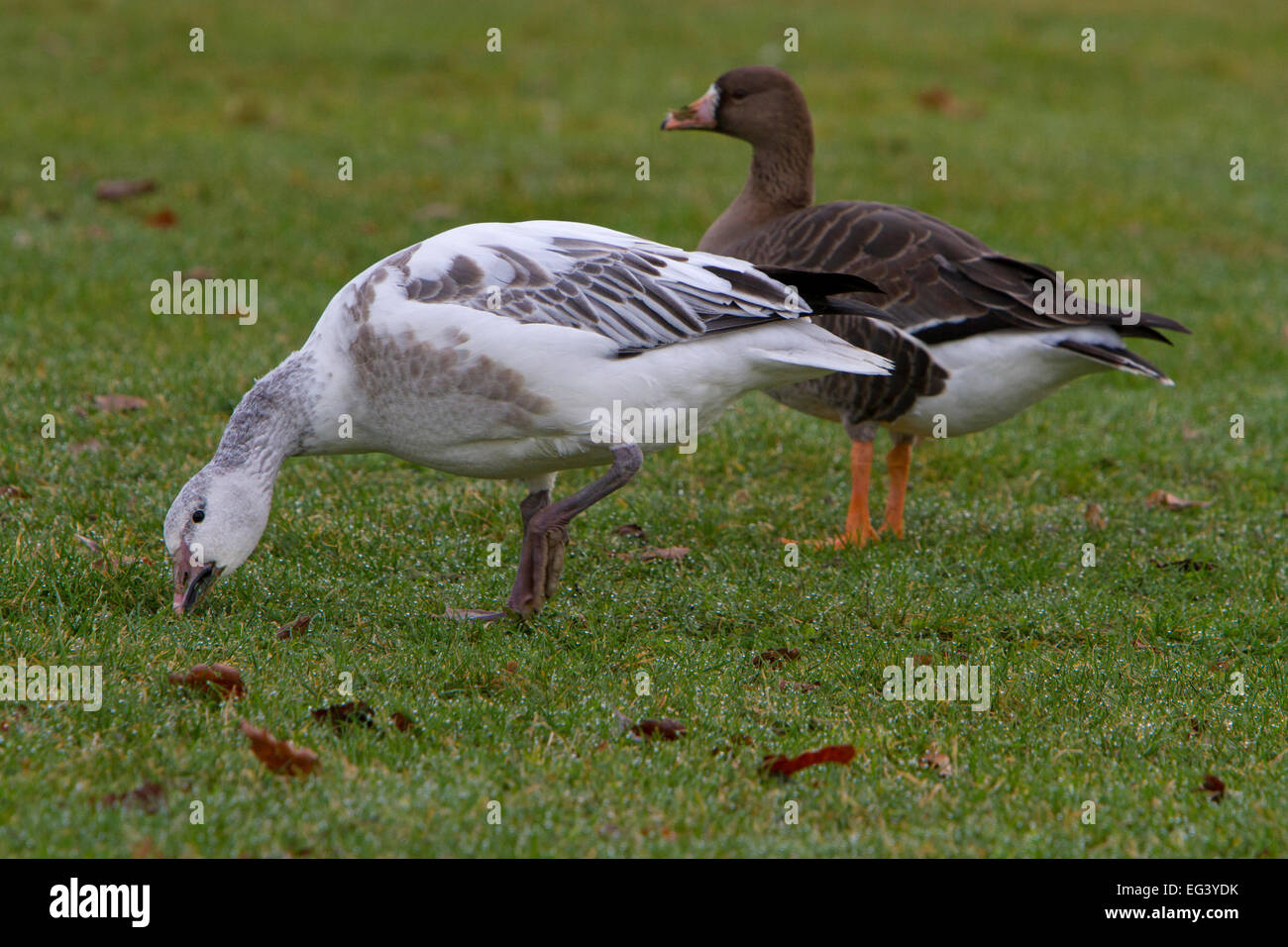 Snow Goose (Chen caerulescens) first cycle bird, with Greater White ...