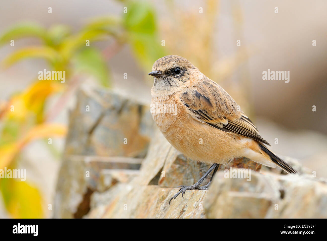 Common stonechat, juvenile bird, northern Kyrgyzstan Stock Photo - Alamy