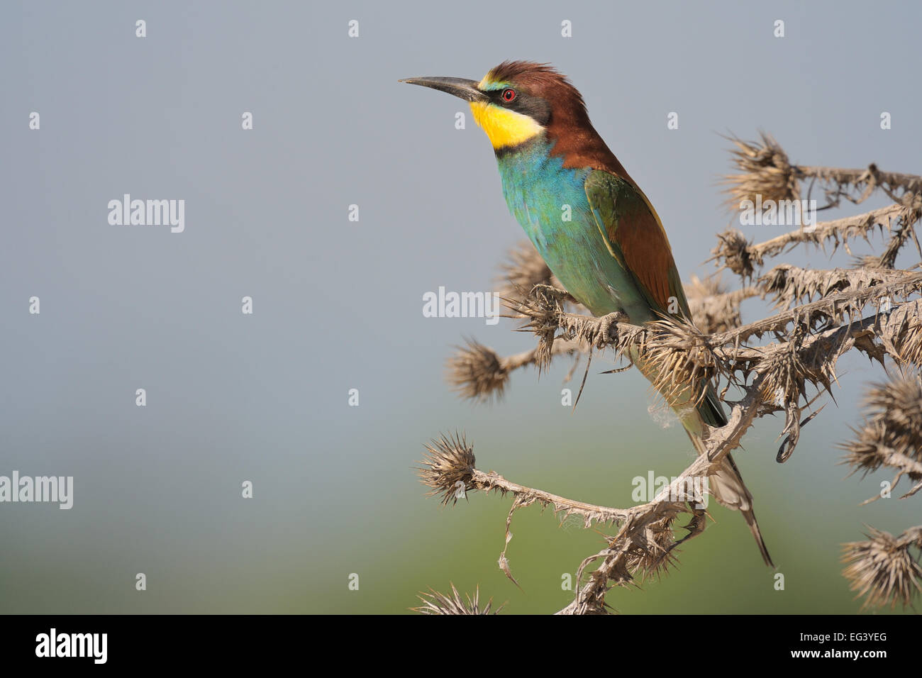 European Bee-eater sitting on bush Stock Photo - Alamy
