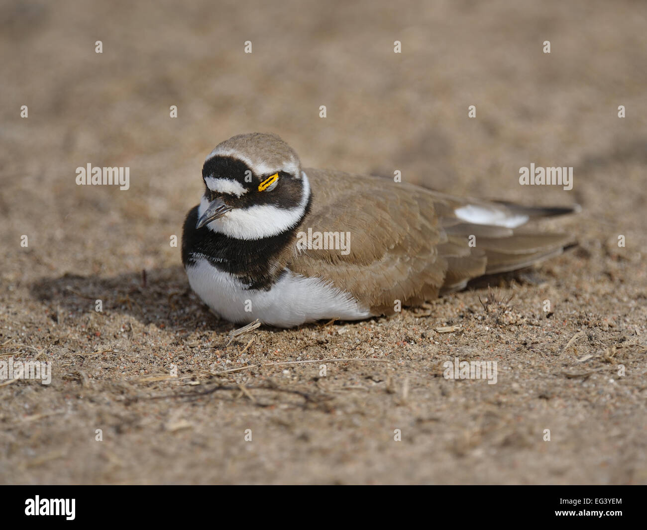 Little Ringed Plover, male, in Sorbulak lake, southern Kazakhstan Stock ...
