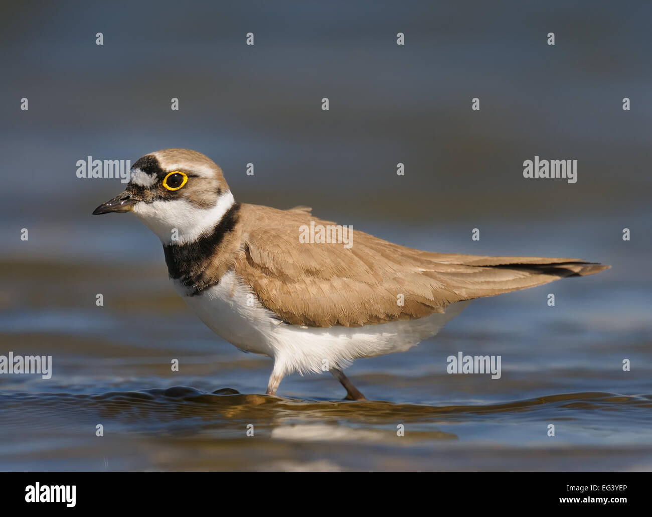Ring plover hi-res stock photography and images - Alamy