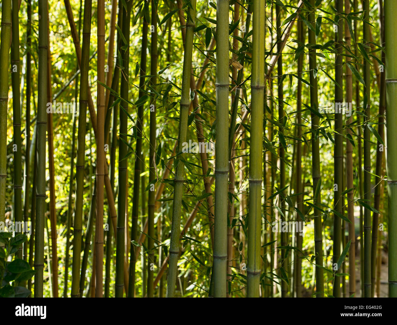 Bamboo beautiful green forest Stock Photo - Alamy