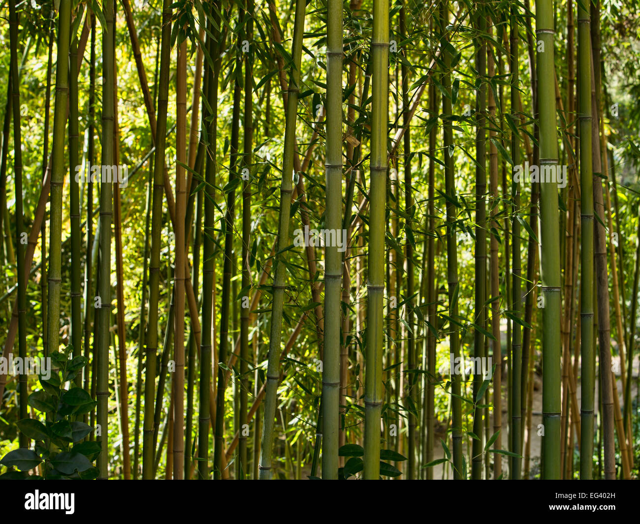 Brown bamboo poles forest hi-res stock photography and images - Alamy