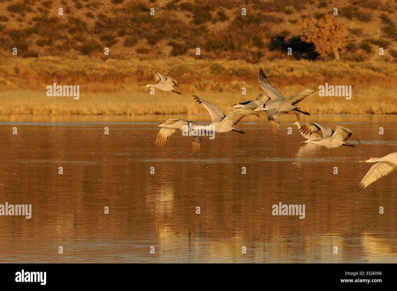 Sandhill Cranes flying over the water at Bosque Del Apache National ...