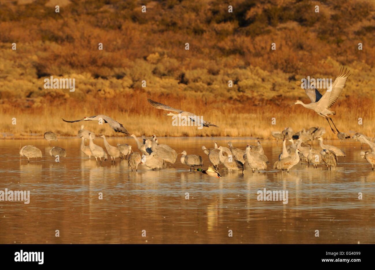 Sandhill Cranes flying over the water at Bosque Del Apache National ...