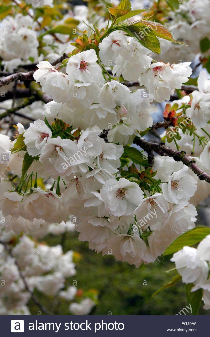 Prunus Shirotae Cherry Shirotae Tree Stock Photos & Prunus Shirotae ...