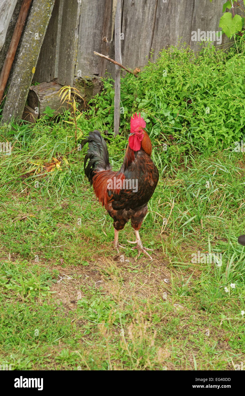 Multi colored hens hi-res stock photography and images - Alamy