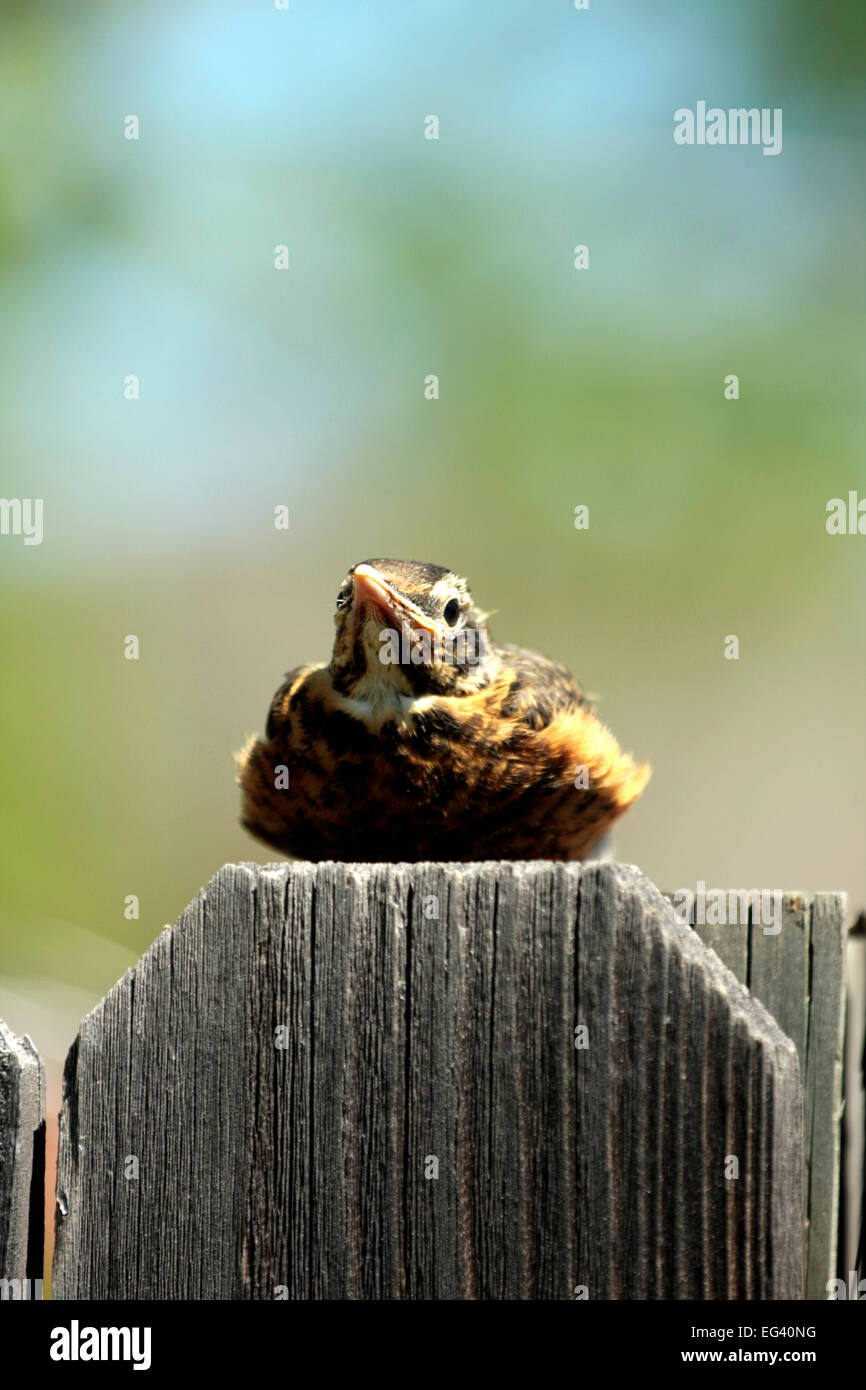 A baby robin hunkers down on a fence post Stock Photo - Alamy