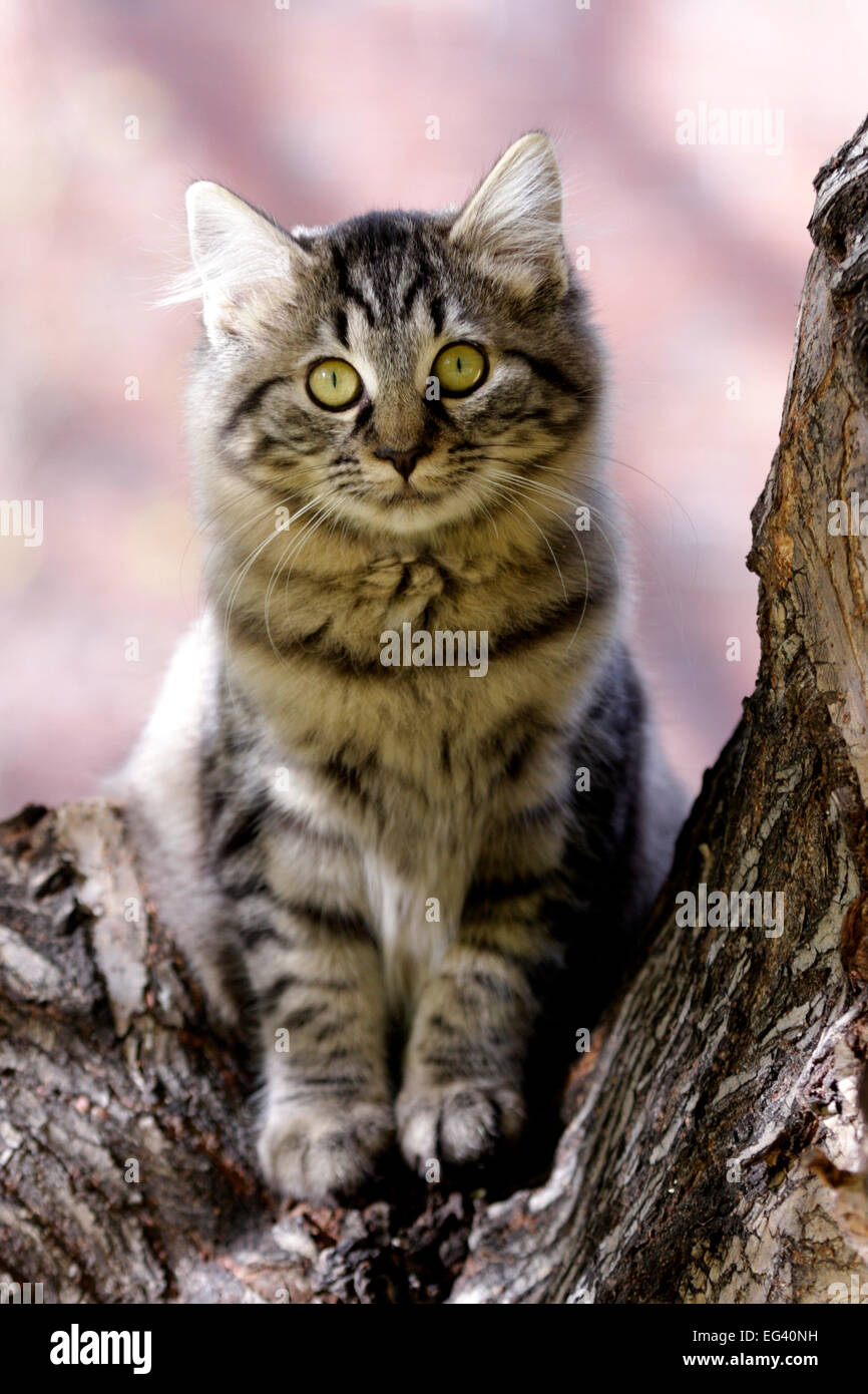 A kitten sitting in the crook of a tree Stock Photo - Alamy