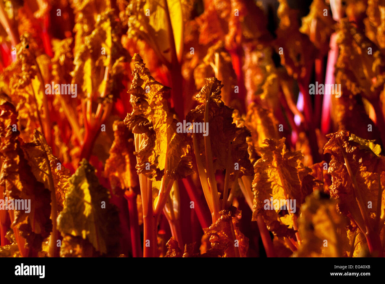 Wakefield rhubarb triangle hi-res stock photography and images - Alamy