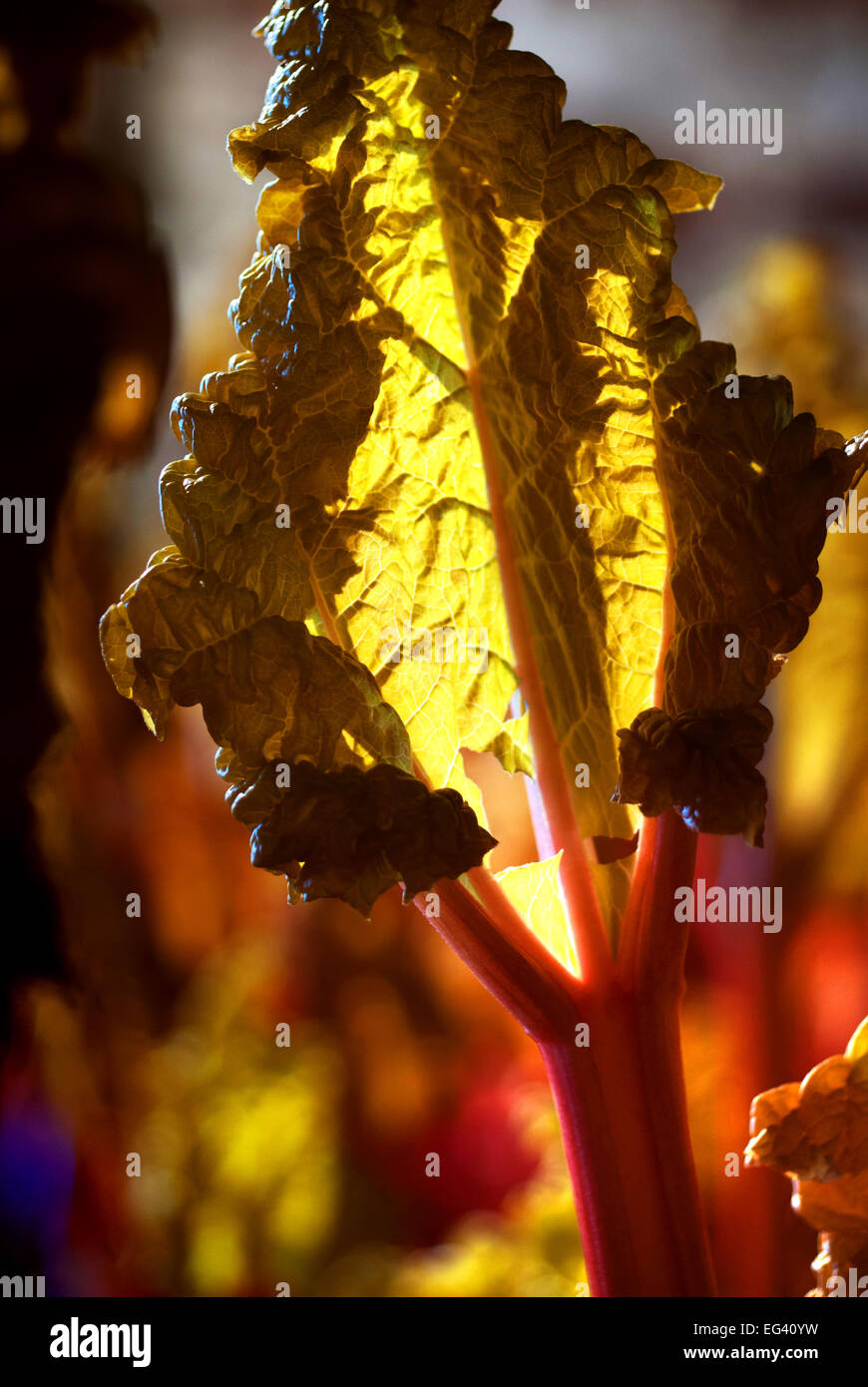 Inside candlelit forced Rhubarb shed, Wakefield triangle Stock Photo ...