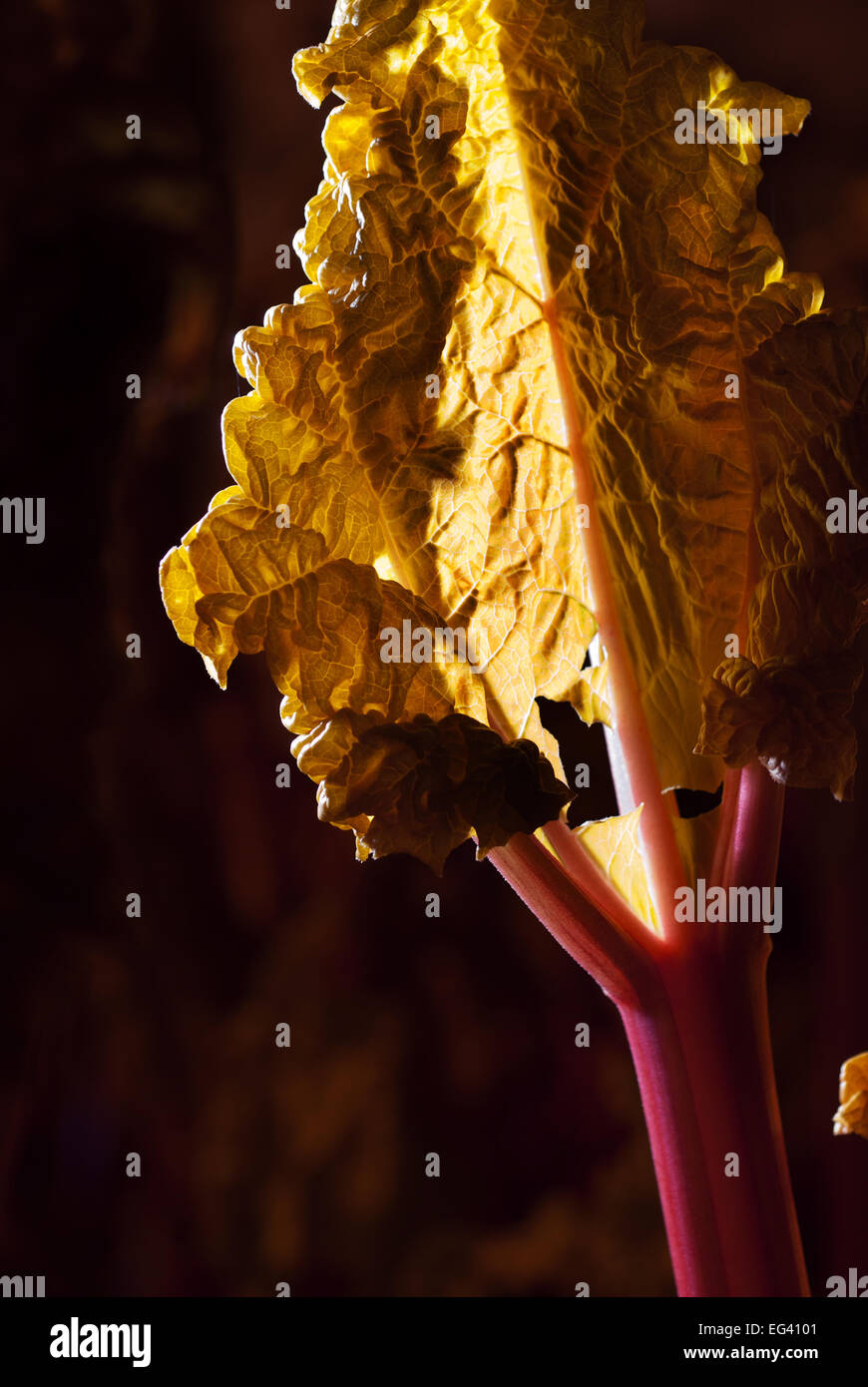 Inside candlelit forced Rhubarb shed, Wakefield triangle Stock Photo ...