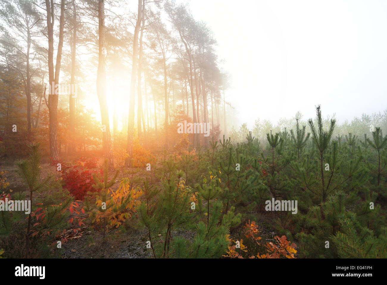 Colorful and sunny morning in nature scene Stock Photo - Alamy