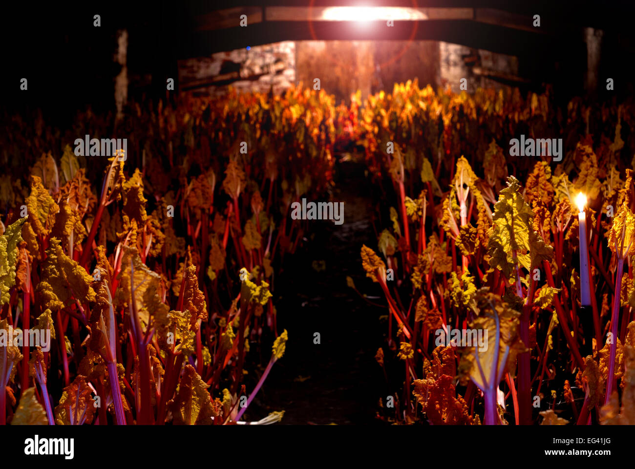 Inside candlelit forced Rhubarb shed, Wakefield triangle Stock Photo ...