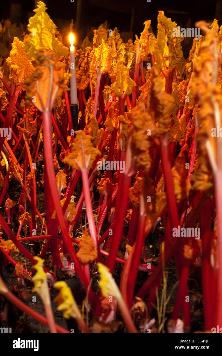 Yorkshire rhubarb triangle hi-res stock photography and images - Alamy