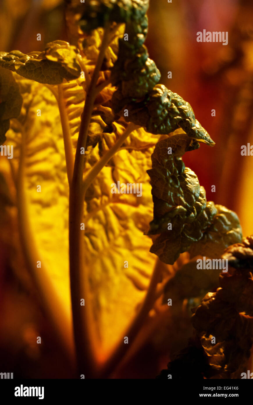 Inside candlelit forced Rhubarb shed, Wakefield triangle Stock Photo ...