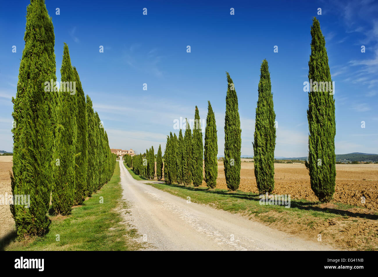 Tuscany road with cypress trees, Val d'Orcia, Italy Stock Photo - Alamy