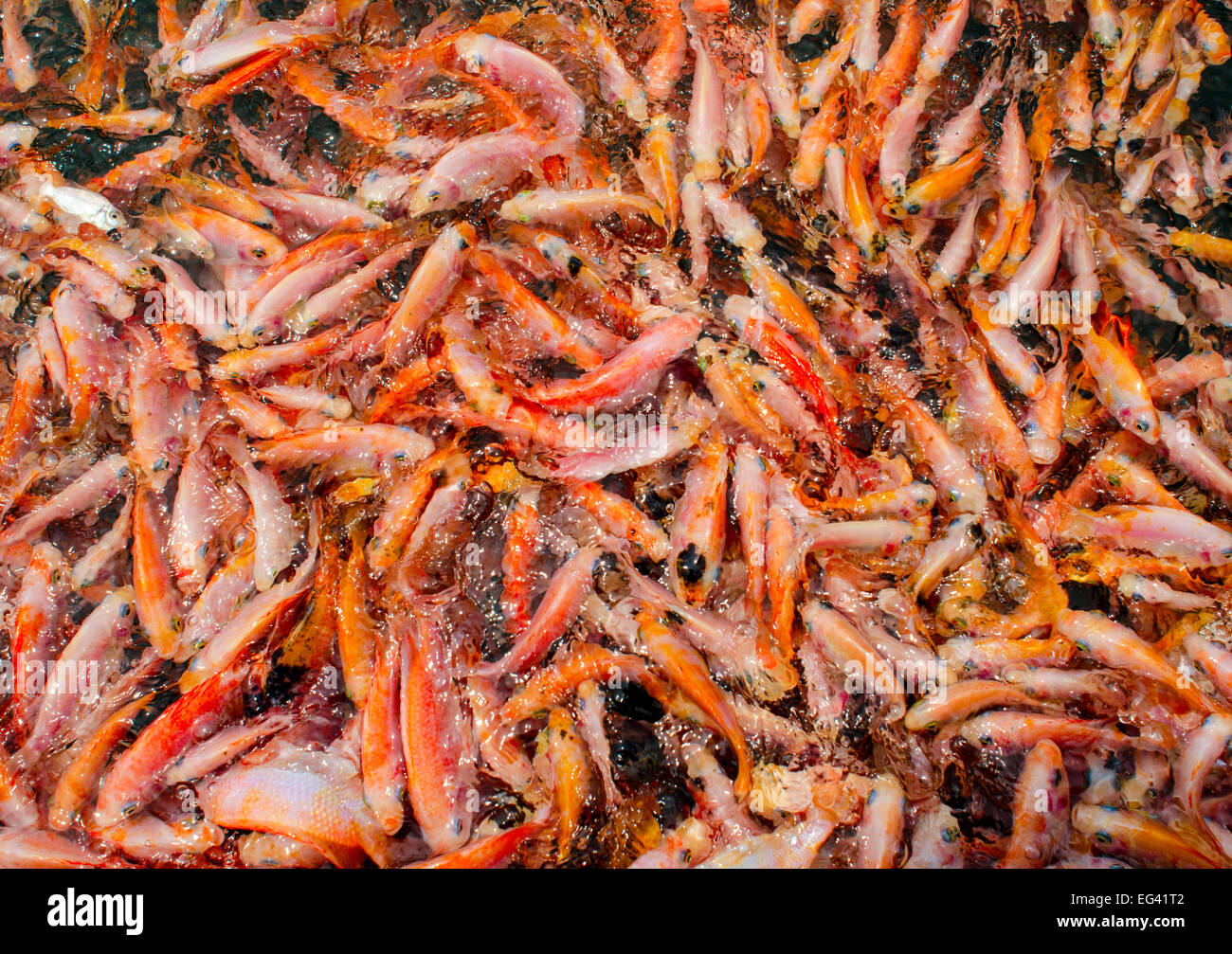 school of red fish in the water Stock Photo - Alamy