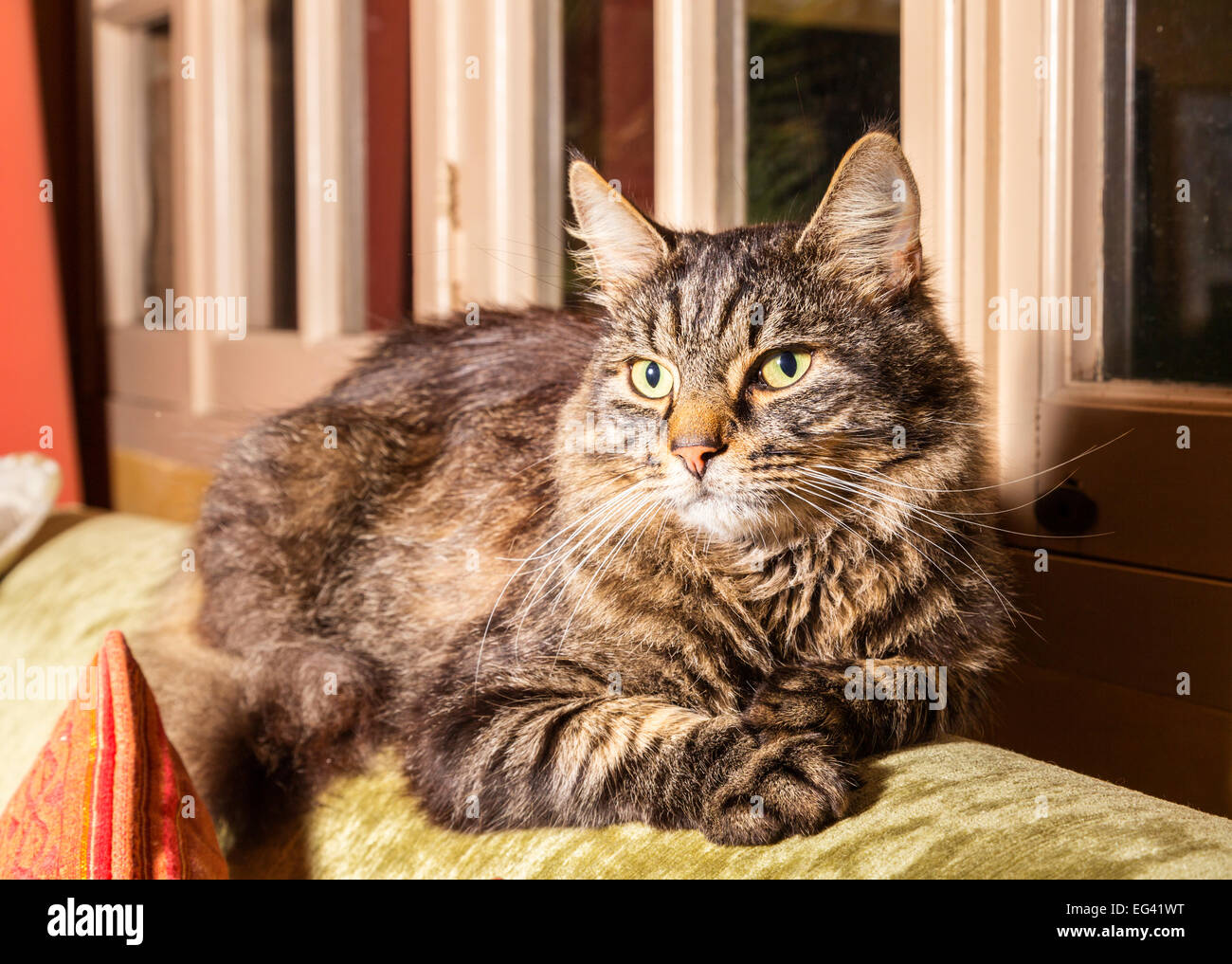 Reclining cat hi-res stock photography and images - Alamy