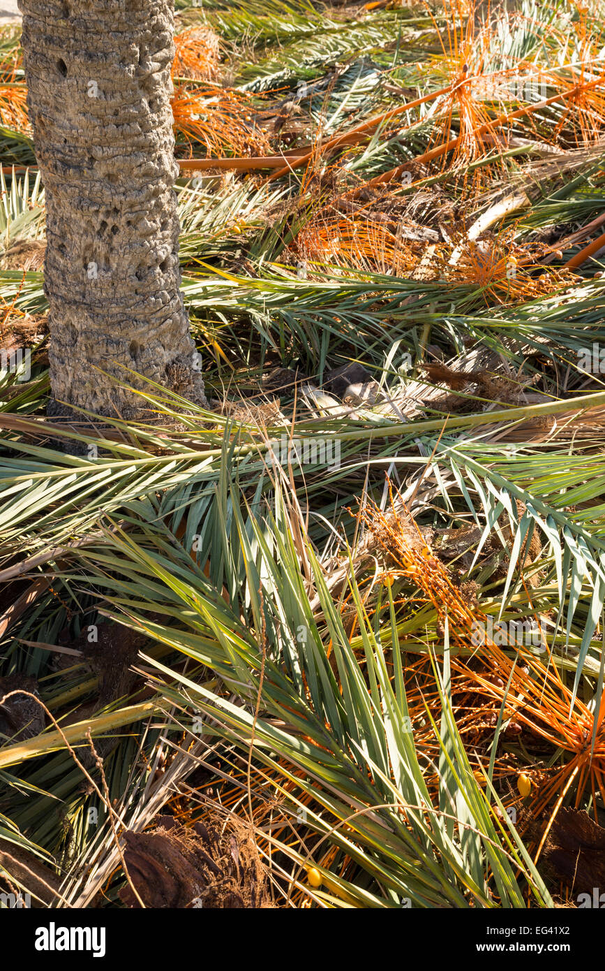 Pruned palm tree frond around the tree trunk Stock Photo - Alamy