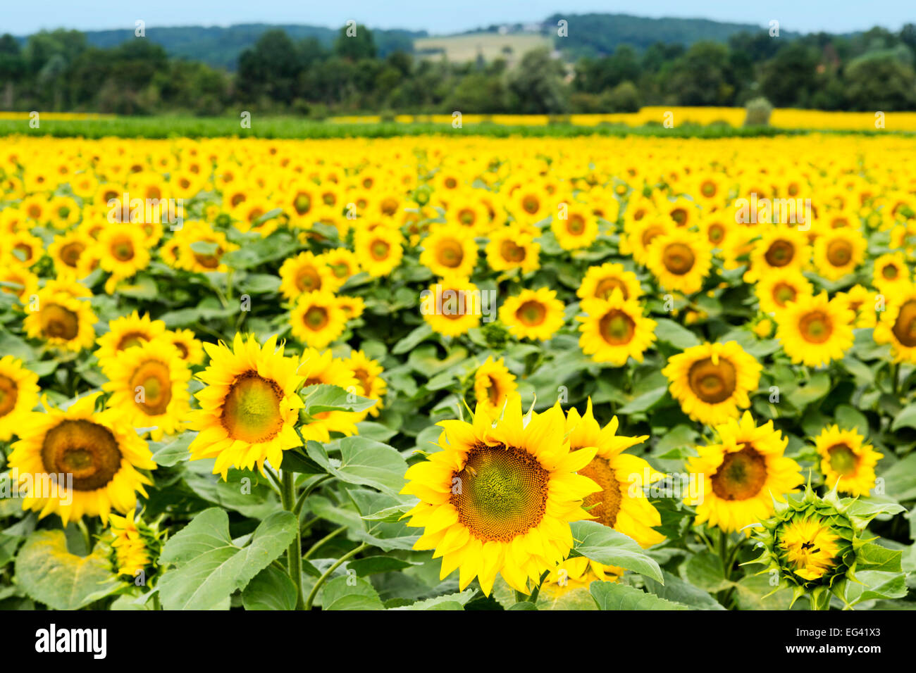 Sunflower oil crop hi-res stock photography and images - Alamy
