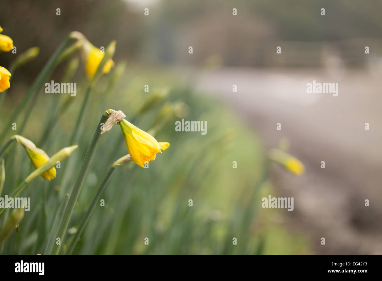Tenterden Kent UK 16th February 2015 weather news.Early Daffodils start ...