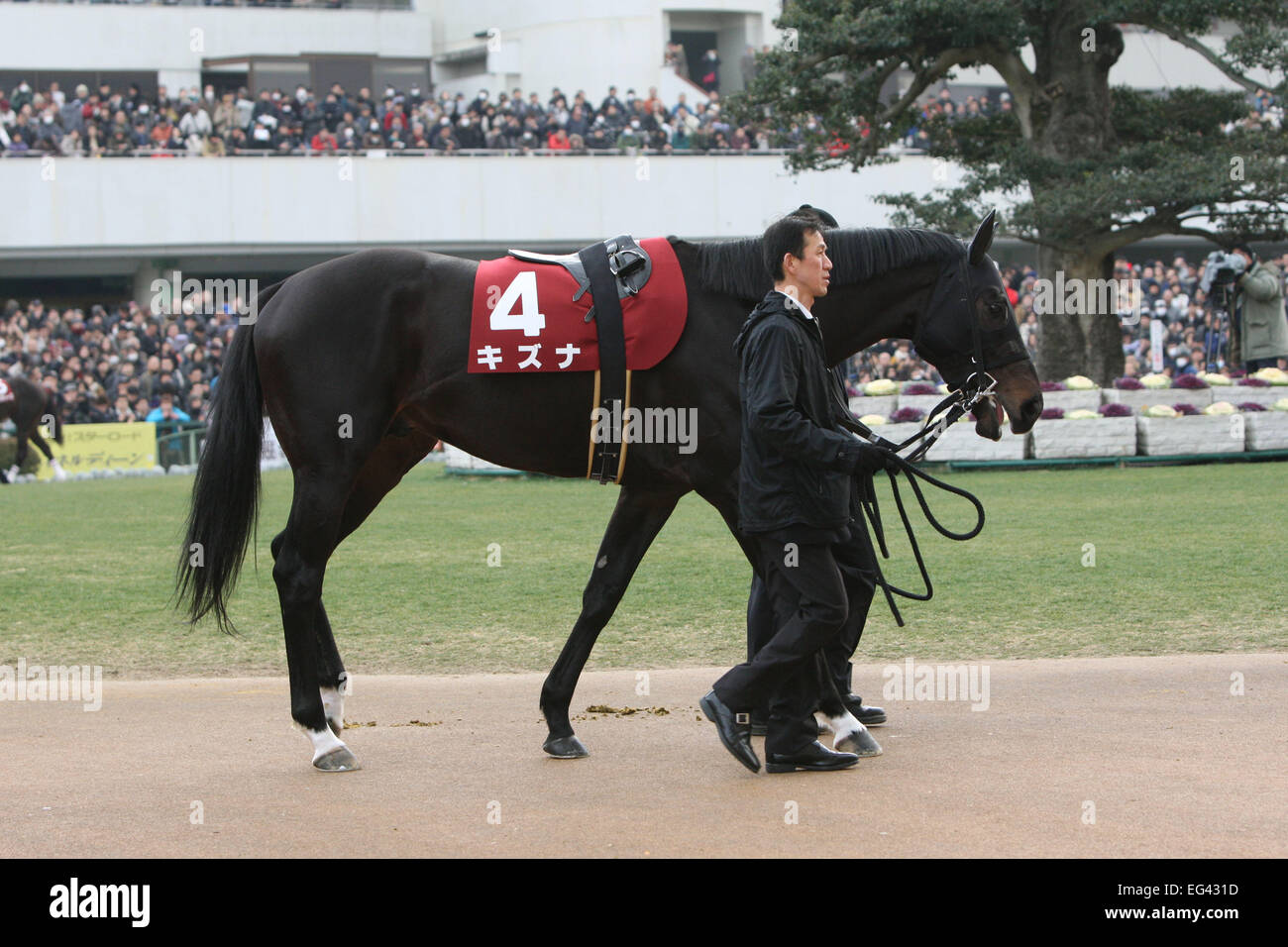 Kyoto, Japan. 15th Feb, 2015. Kizuna Horse Racing : Kizuna is led ...