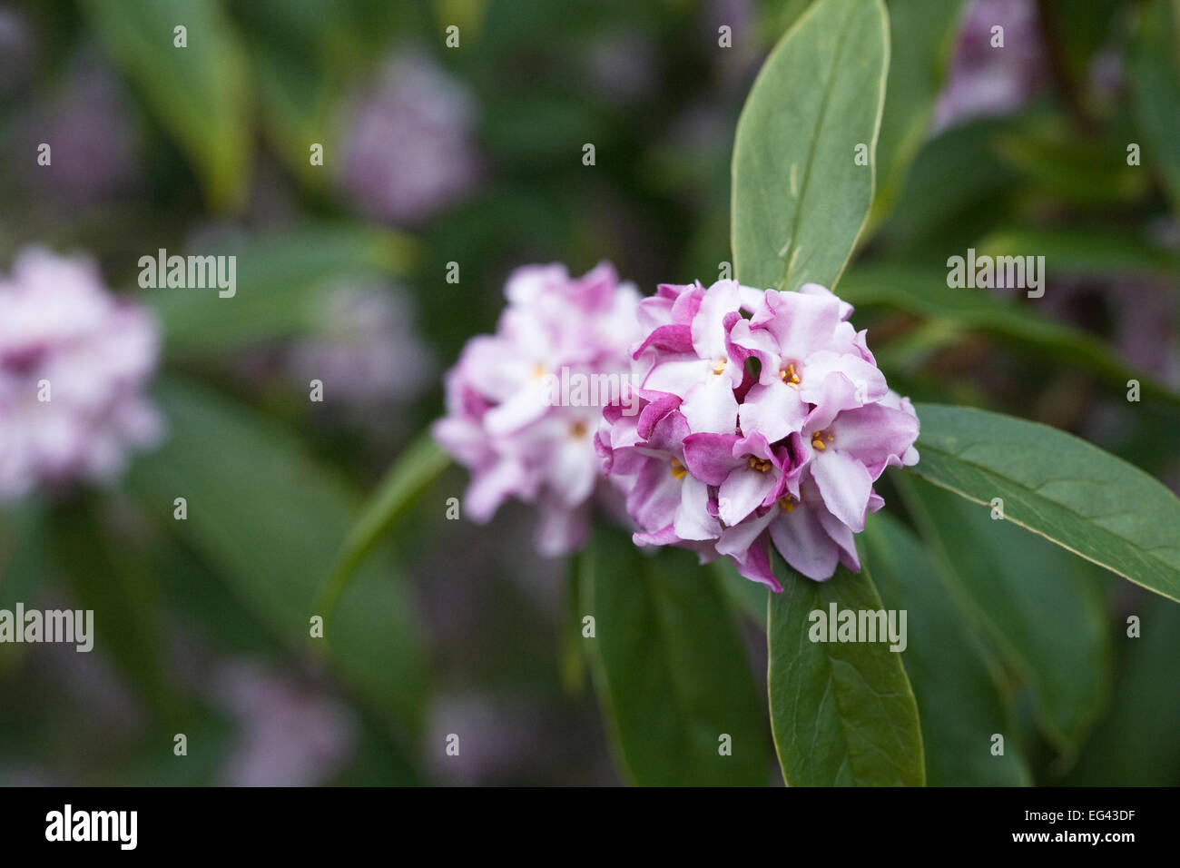Daphne bholua 'Limpsfield' Stock Photo - Alamy