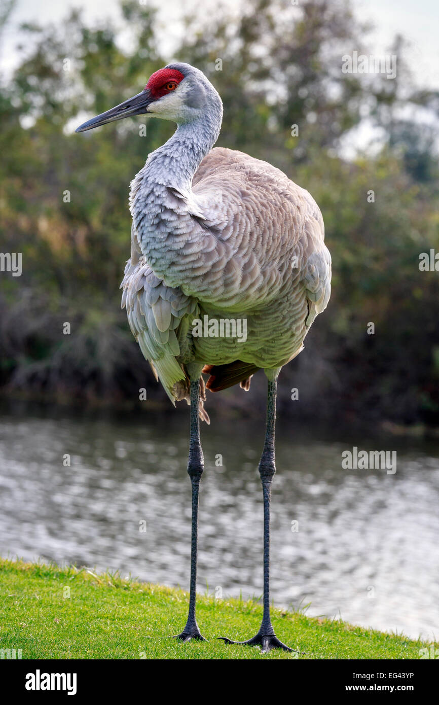 Wild Florida Sandhill crane standing by water, Orlando, Florida ...