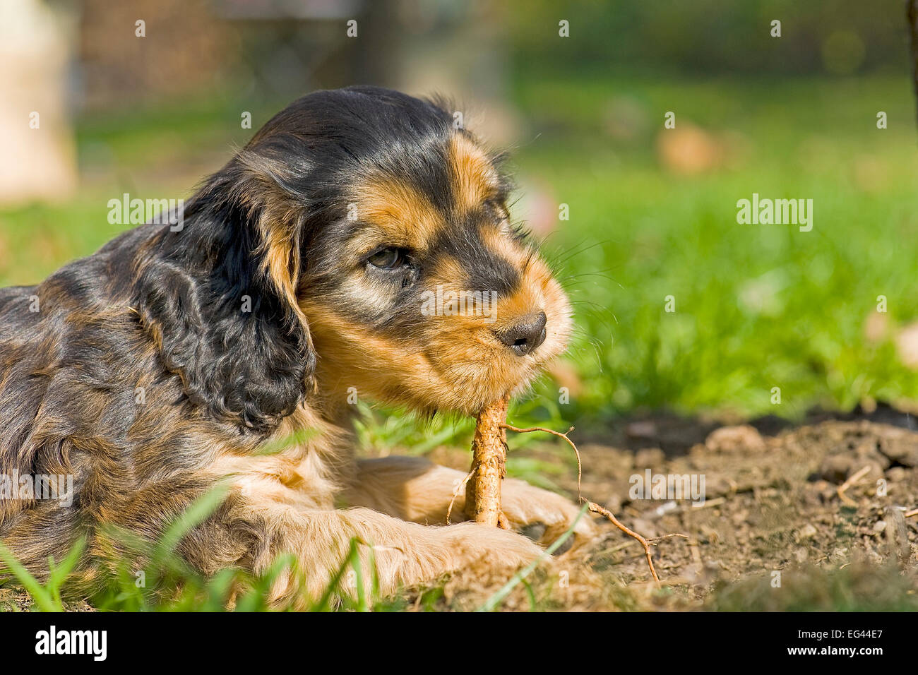 Cocker spaniel puppy hi-res stock photography and images - Alamy