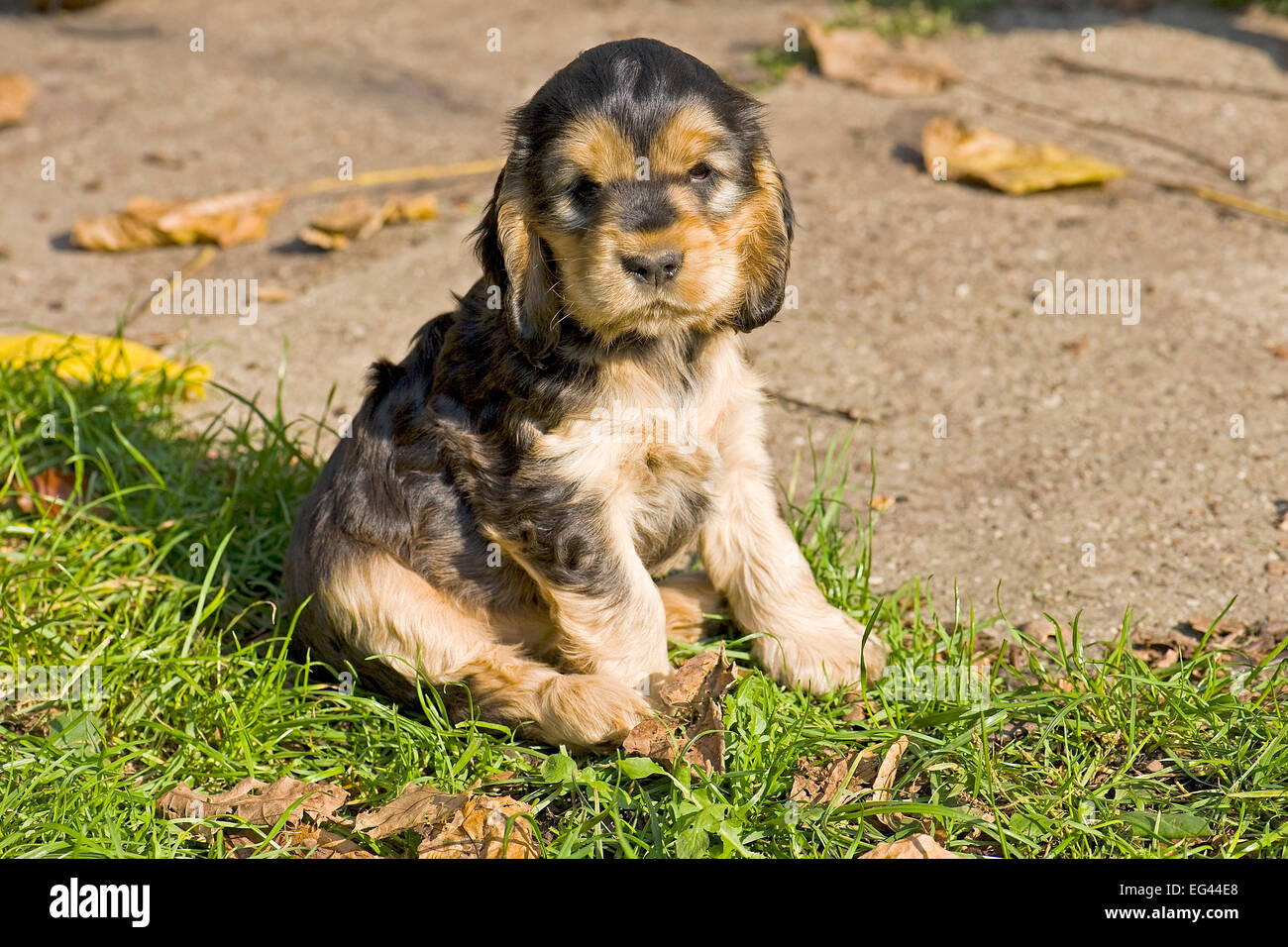 Cocker spaniel puppy hi-res stock photography and images - Alamy