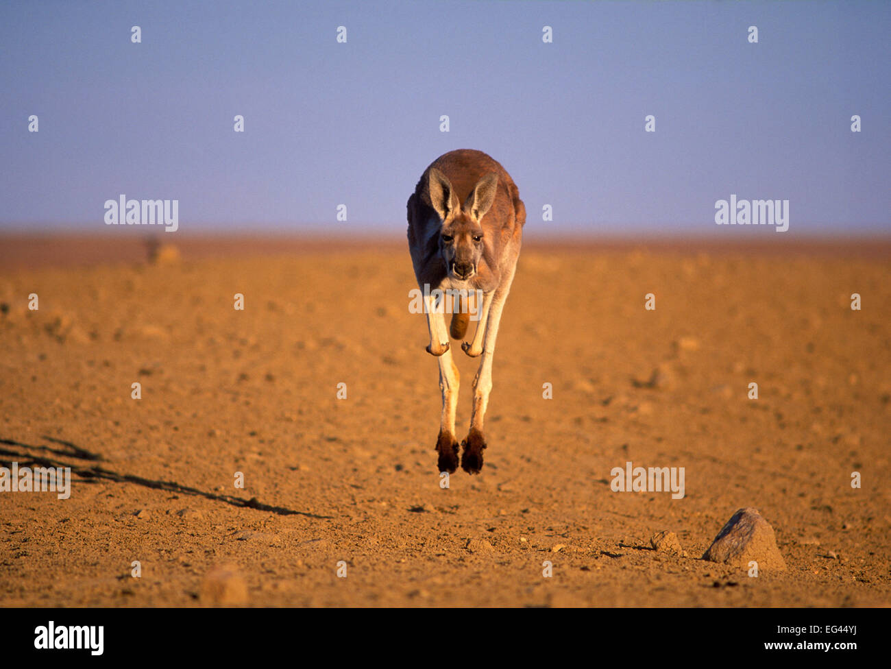 Griseolanosus hi-res stock photography and images - Alamy