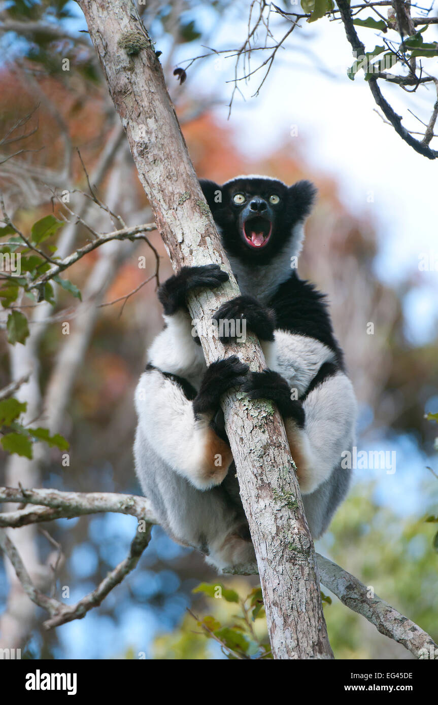 Indri (Indri indri) calling Andasibe-Mantadia NP Madagascar Stock Photo ...