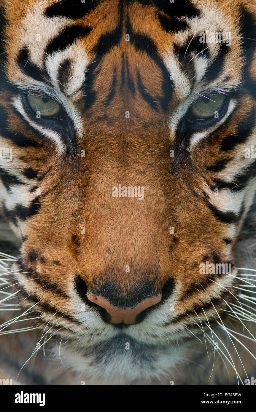 Sumatran tiger (Panthera tigris sumatrae) close-up head portrait ...