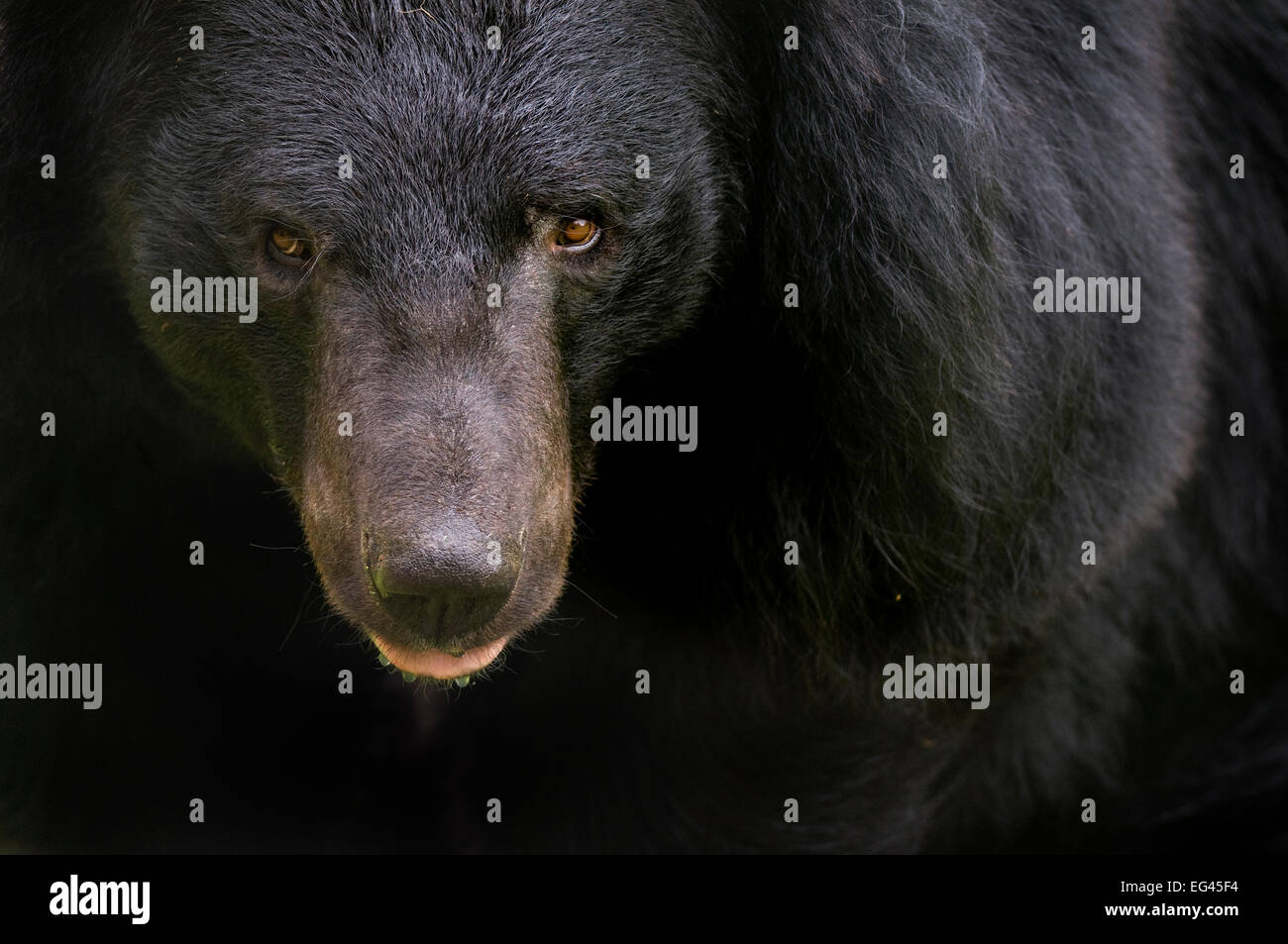 Himalayan Black Bear High Resolution Stock Photography and Images - Alamy