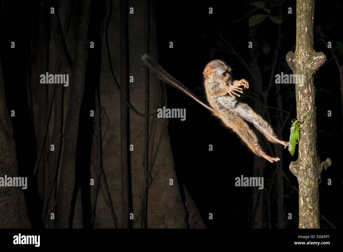 Spectral Tarsier (Tarsius tarsier) jumping on grasshopper Tangkoko ...