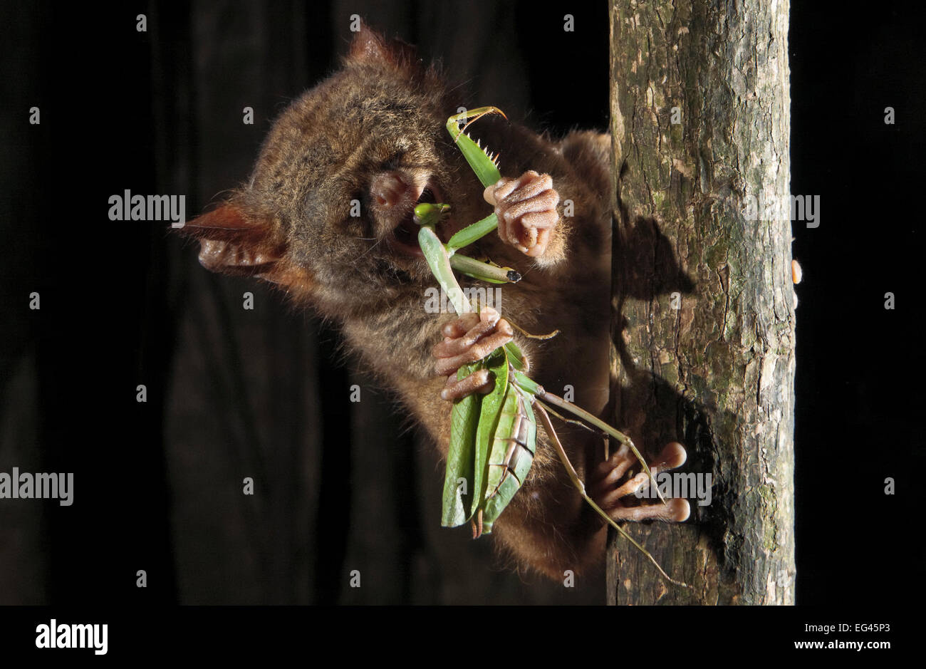 Spectral Tarsier (Tarsius tarsier) feeding on preying mantis in ...
