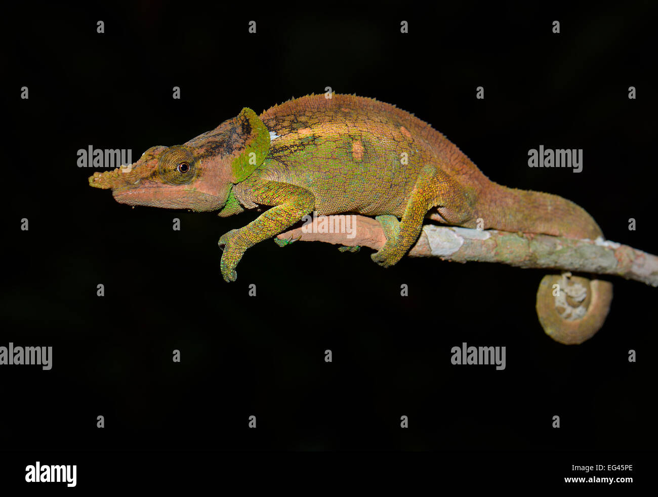 Green-eared Chameleon (Calumma malthe) in the rainforest, Mantadia ...