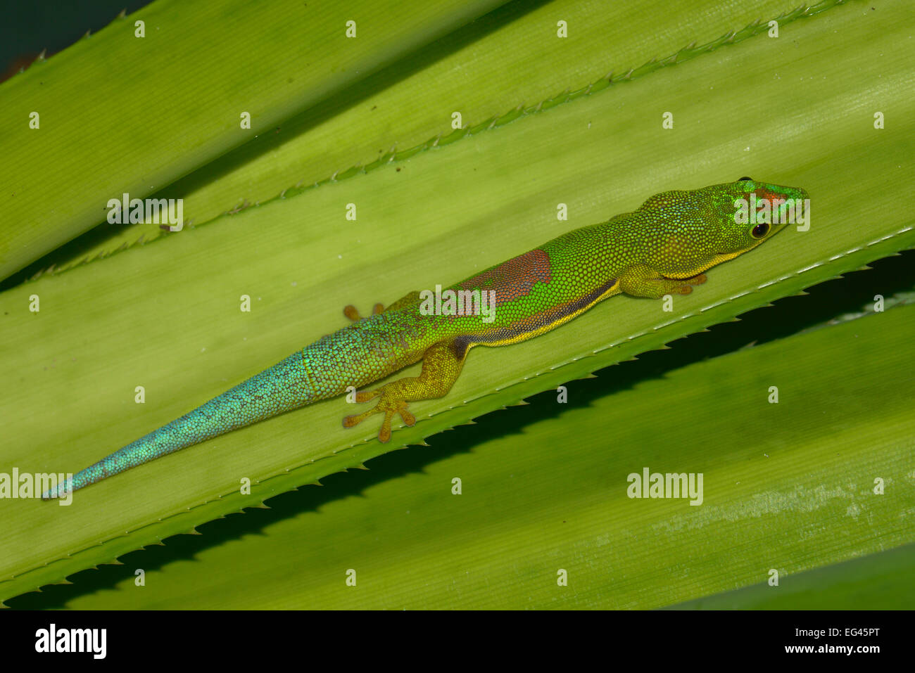 Lined day gecko (Phelsuma lineata), National Park Andasibe, Madagascar ...