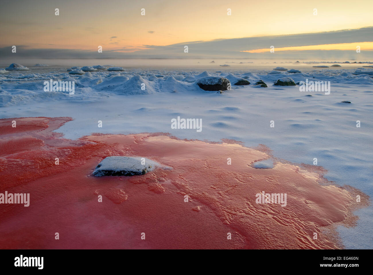 Cryptic colour hi-res stock photography and images - Alamy