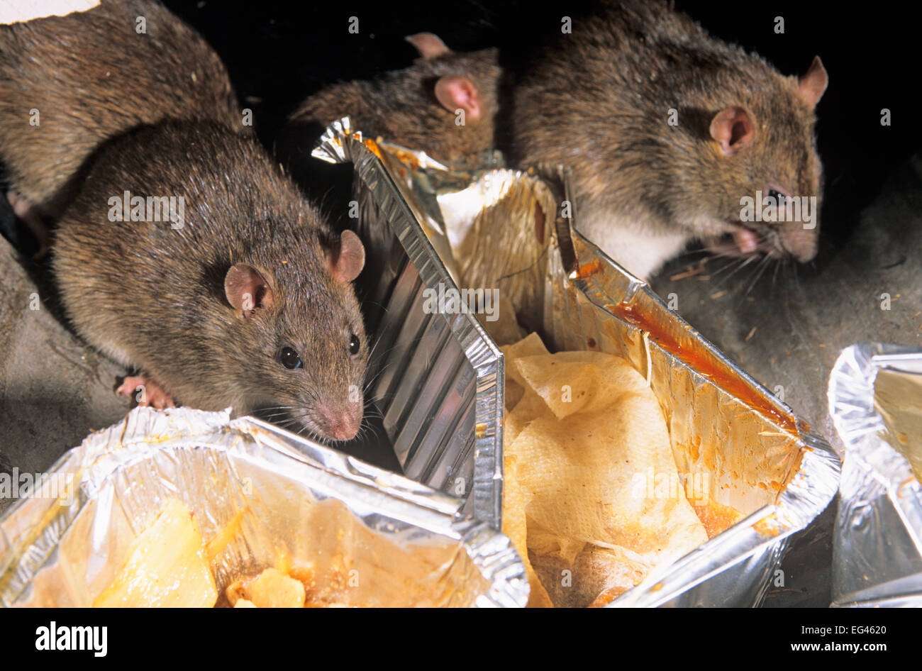 Brown Rat (Rattus norvegicus) scavenging in bin. UK May Stock Photo - Alamy