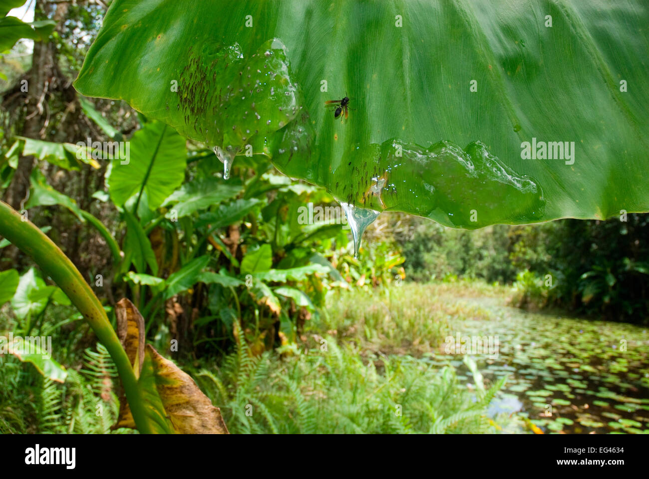 Menacing frog hi-res stock photography and images - Alamy