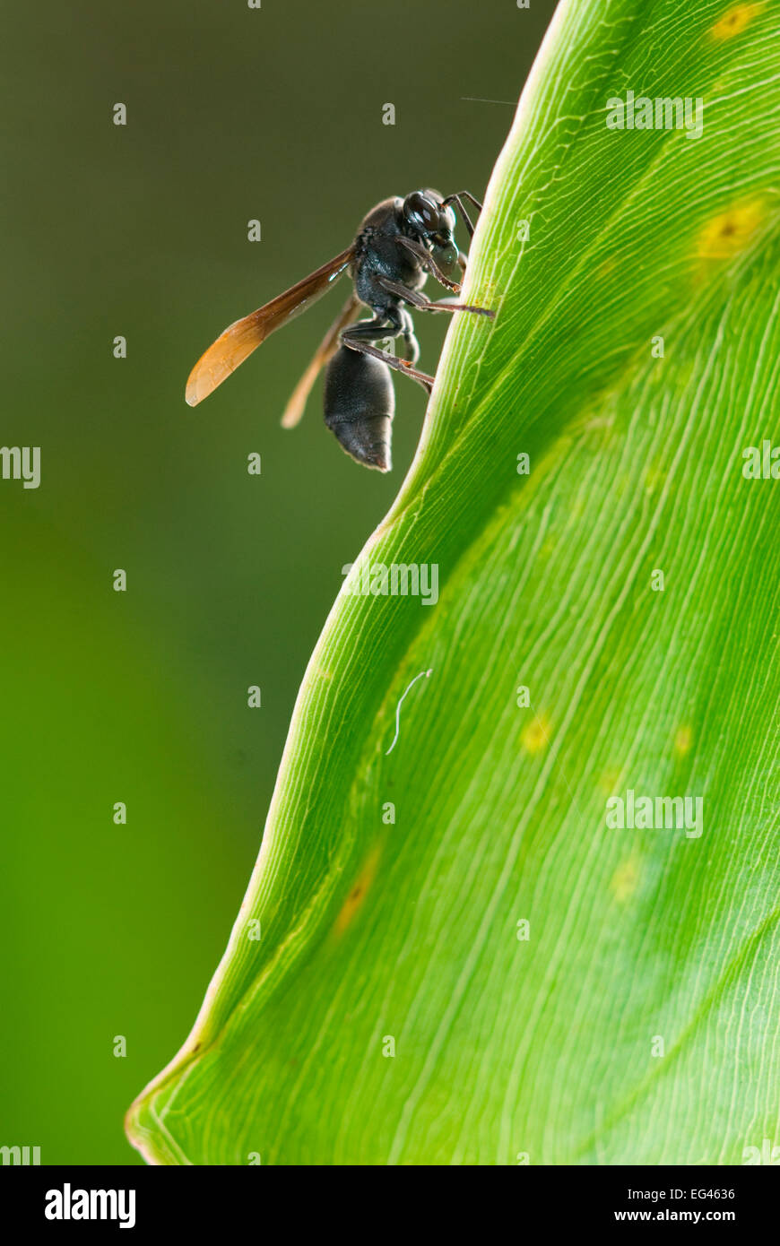 Ropalidia species hi-res stock photography and images - Alamy
