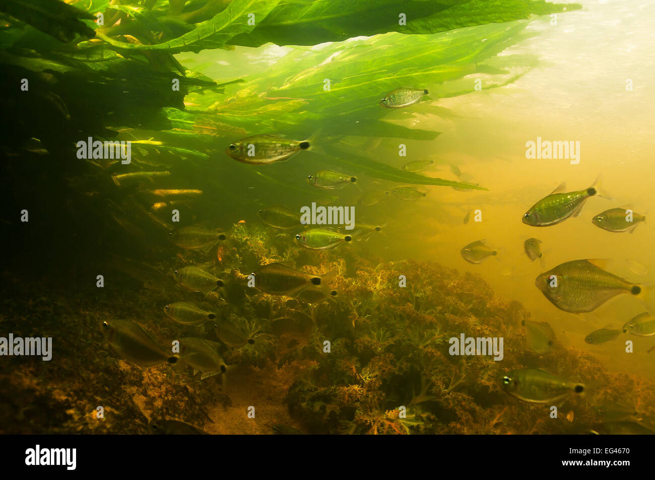 Tetra (Moenkhausia surinamensis) under Apinagia leaves. Awadan rapids ...